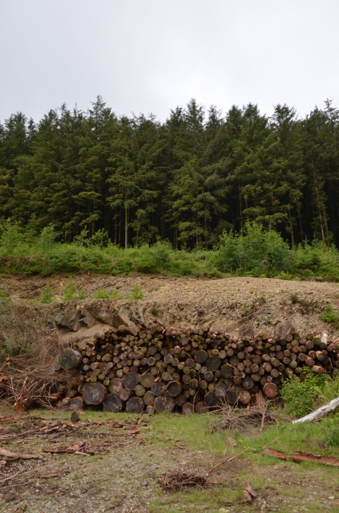 Uldale Plantation by Nannycatch gate: family & dog friendly walking ...
